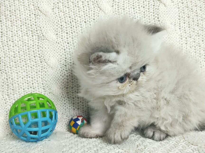 Персидские котята