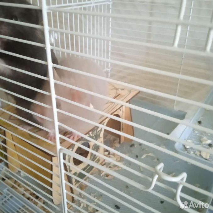 Сирийский хомячок девочка