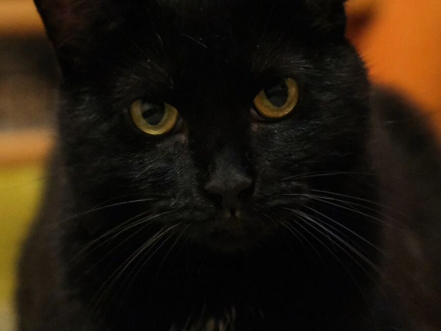 Кошечка Кора из приюта ищет дом