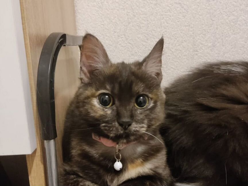Трехцветные котята
