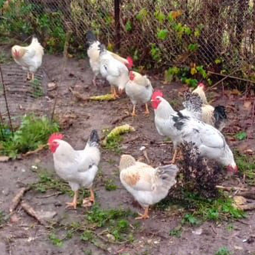 Молодые петухи