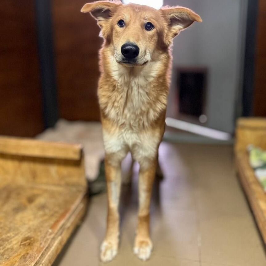 Взрослый пёс в добрые руки