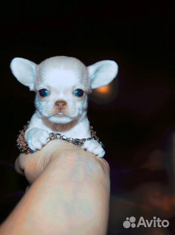 Мини малыши чихуахуа