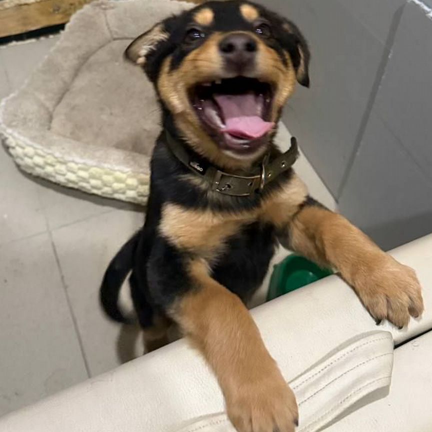 Щенок в добрые руки