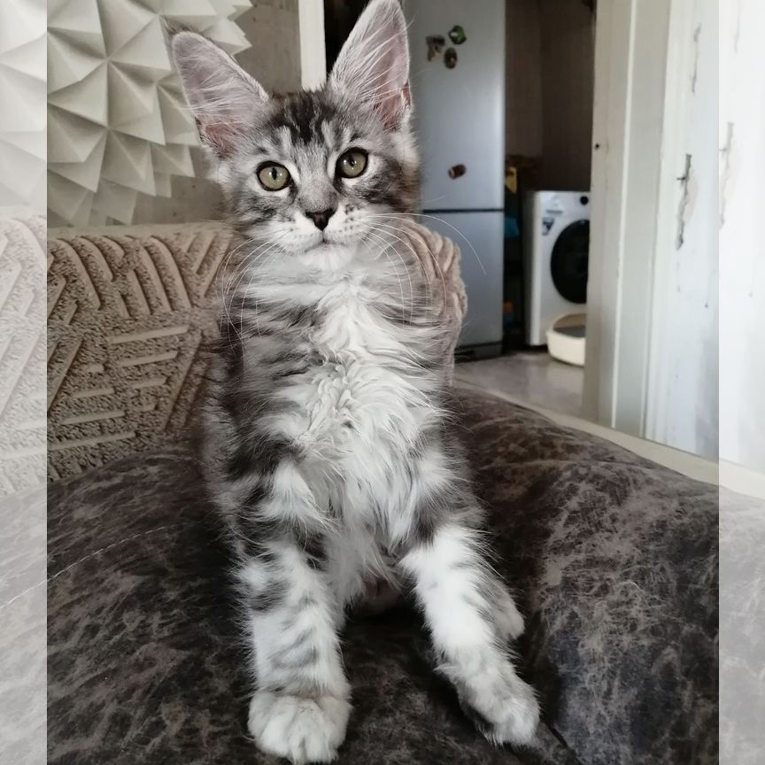Мейн-кун котёнок