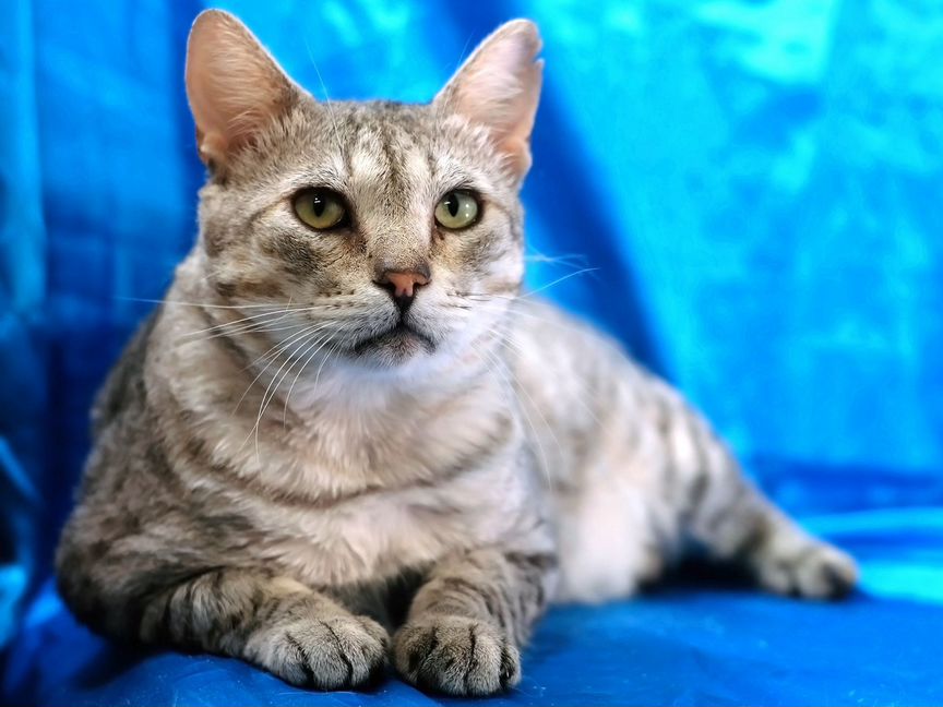 Дружелюбный кот Диего ищет дом