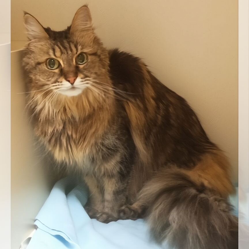 Мейн-кун, взрослая кошка