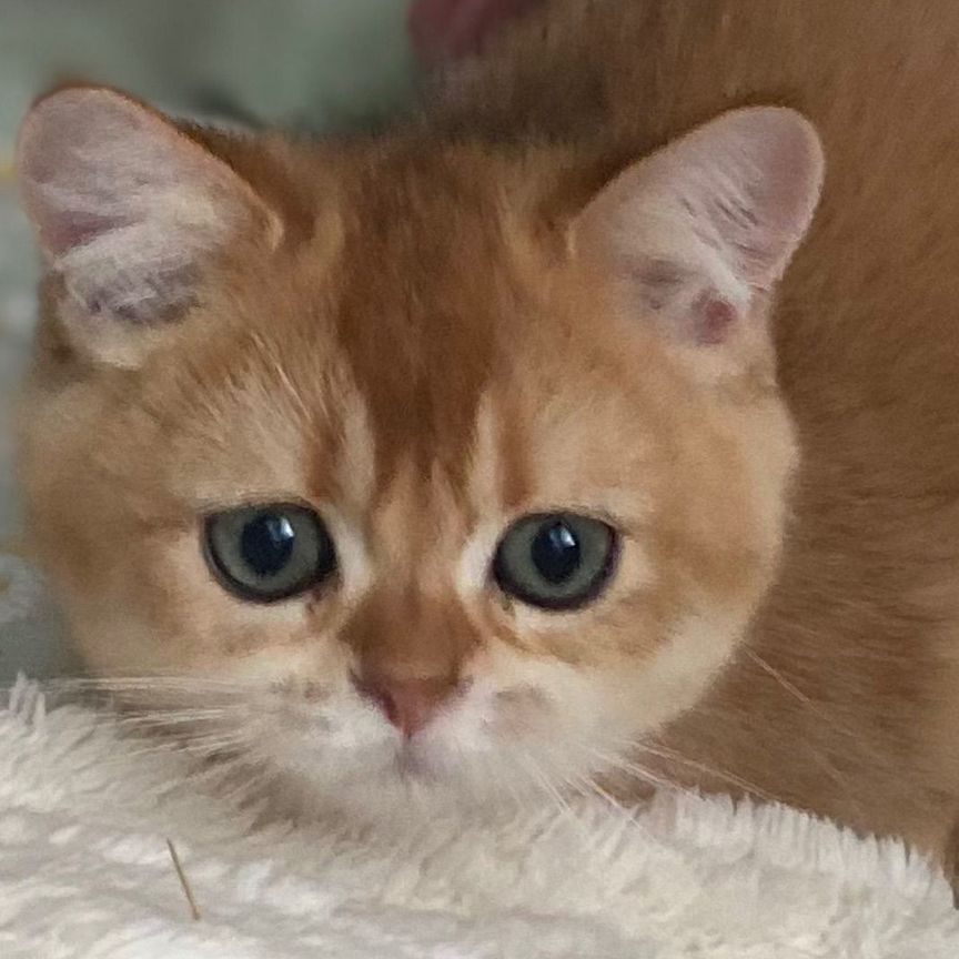 Шотландский котик Талисман