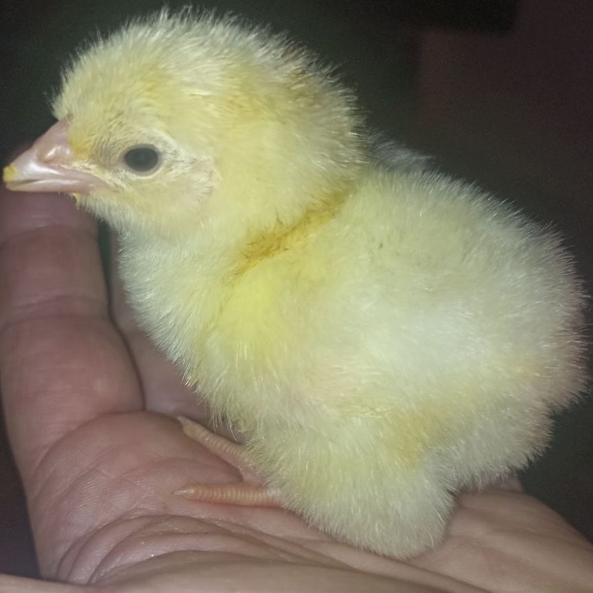 Цыплята бройлеры кобб 500