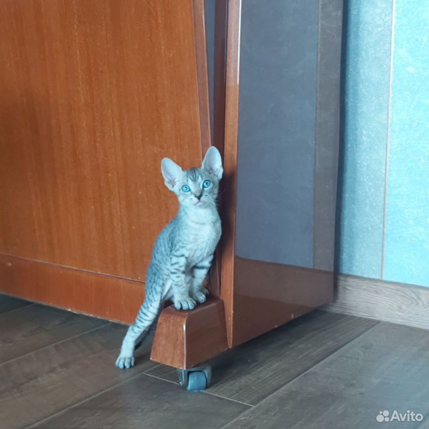 Котята сфинкс браш