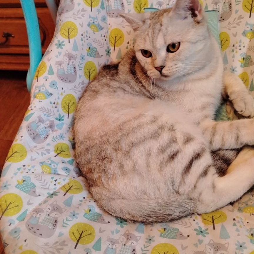 Британский короткошёрстный котёнок