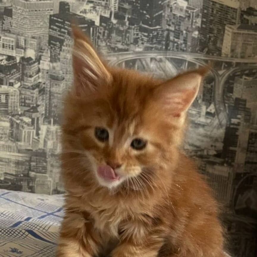 Котята мейн-кун