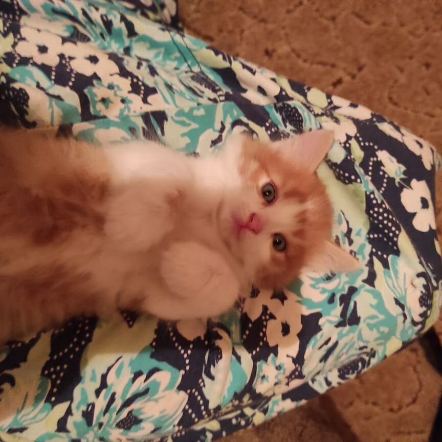 Котятки в добрые руки