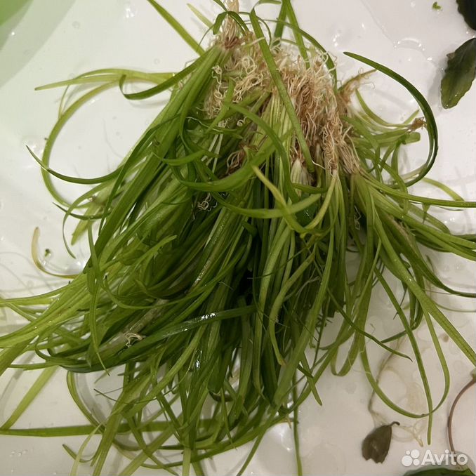 Аквариумные растения(на брони)