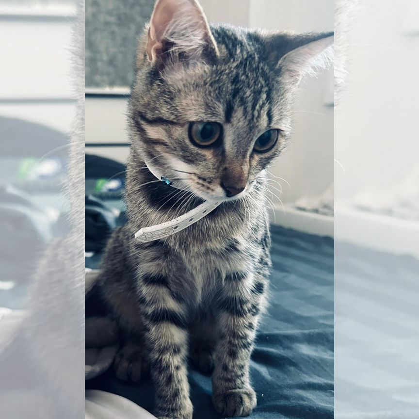 Кошки в добрые руки бесплатно