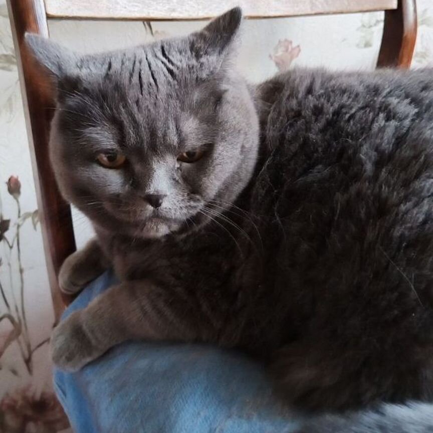 Британская кошка бесплатно