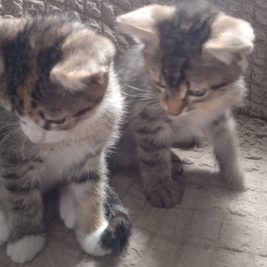 Отдам котят. Котик и кошечка
