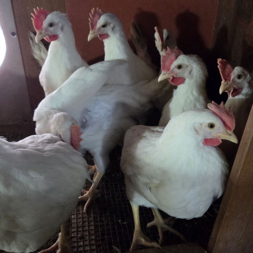 Молодые петушки