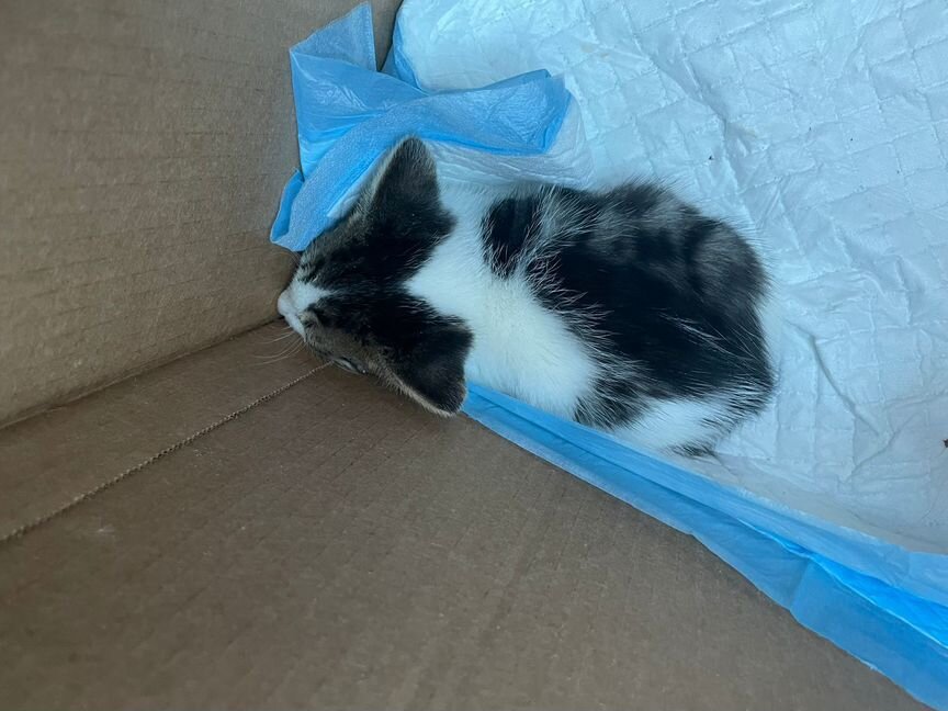 Котёнок в добрые руки