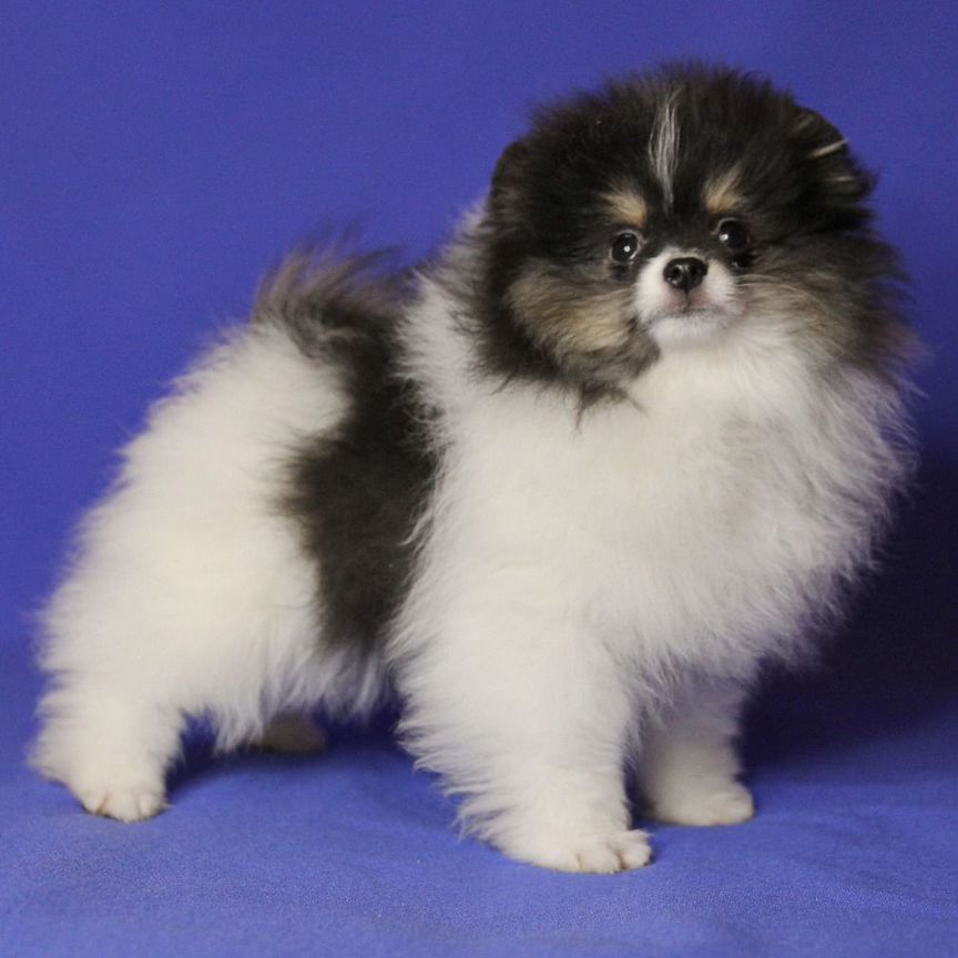 Хлоя, девочка шпица