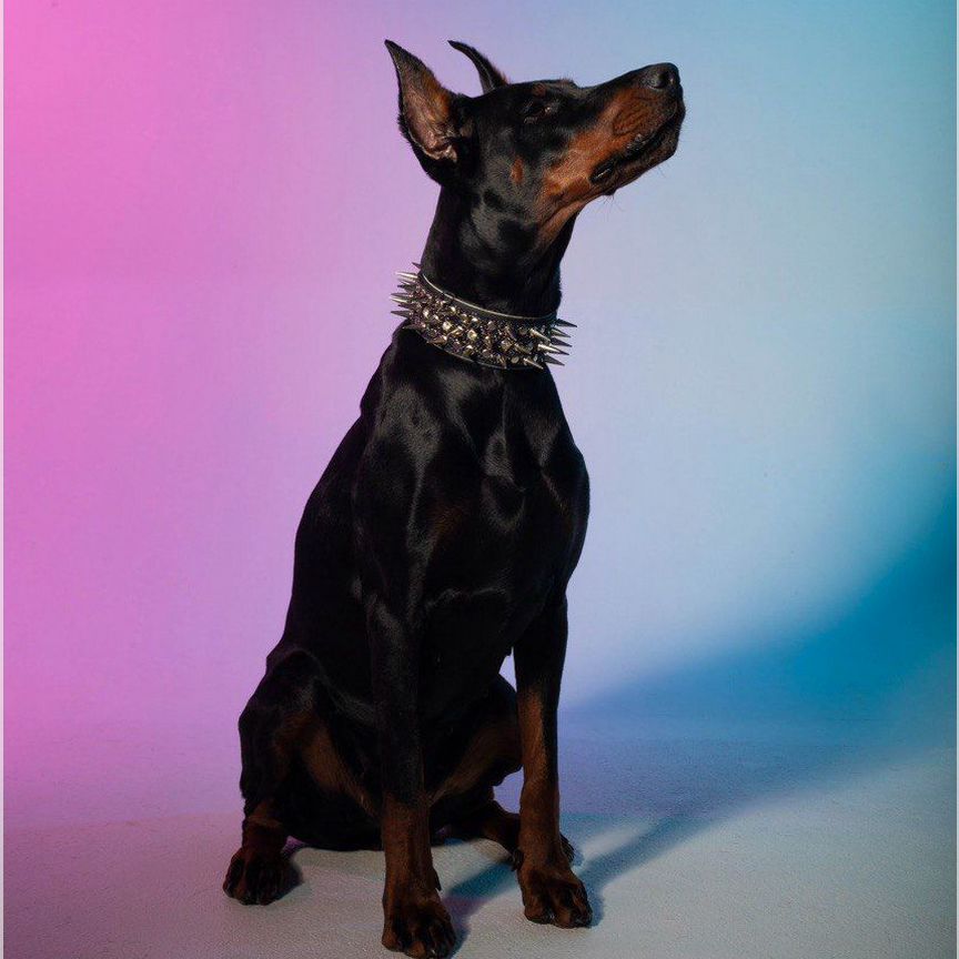 Доберман, щенок