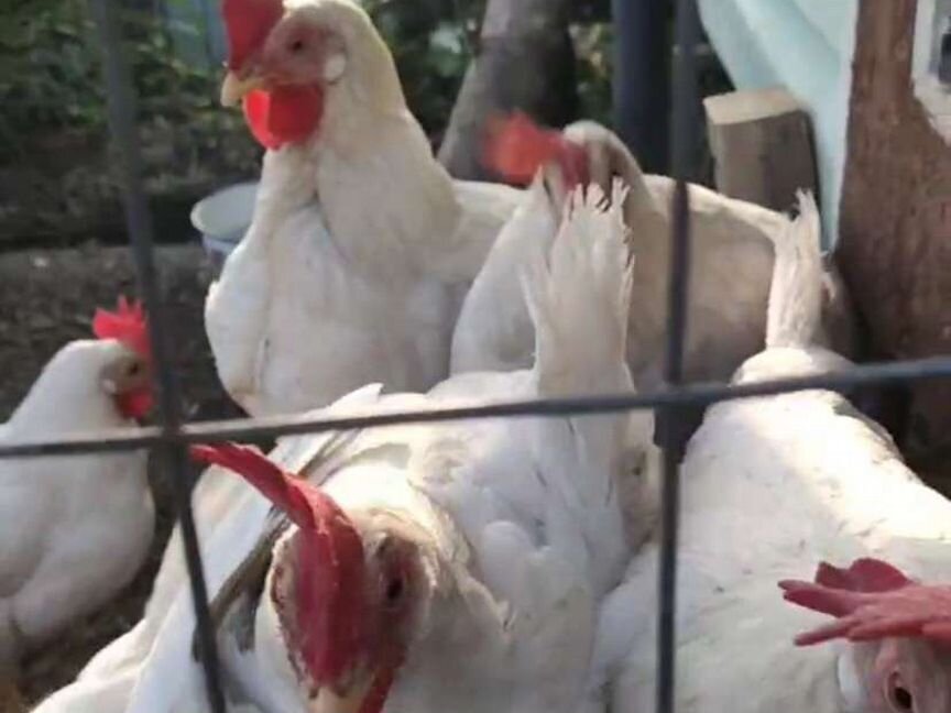 Куры несушки продам