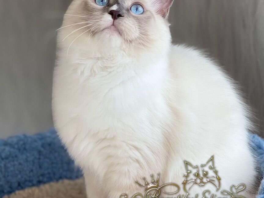 Рэгдолл мальчик