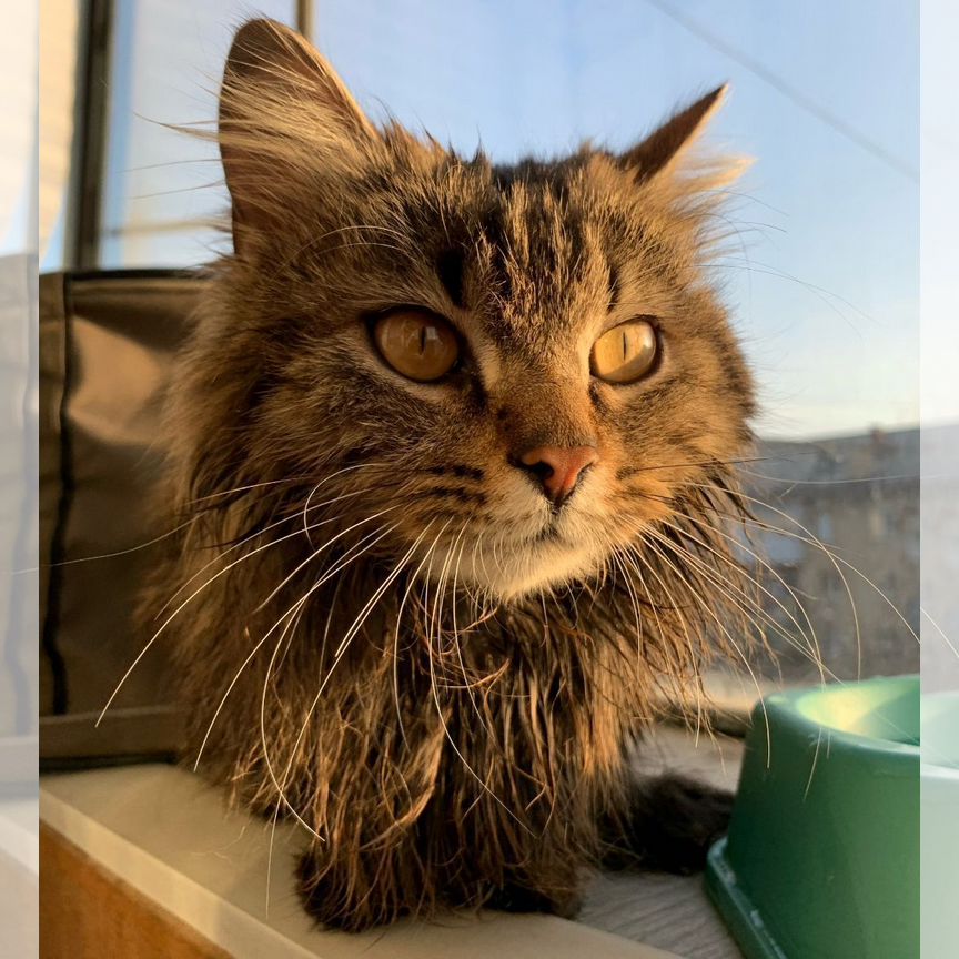 Котёнок в добрые руки