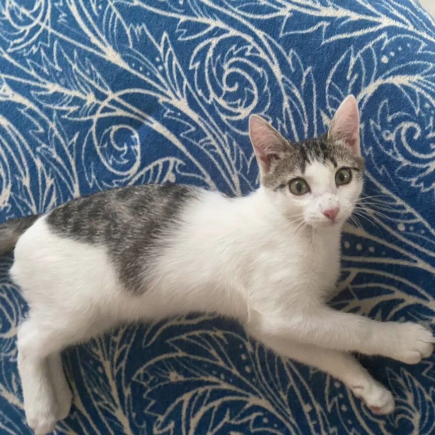 Котёнок в добрые руки