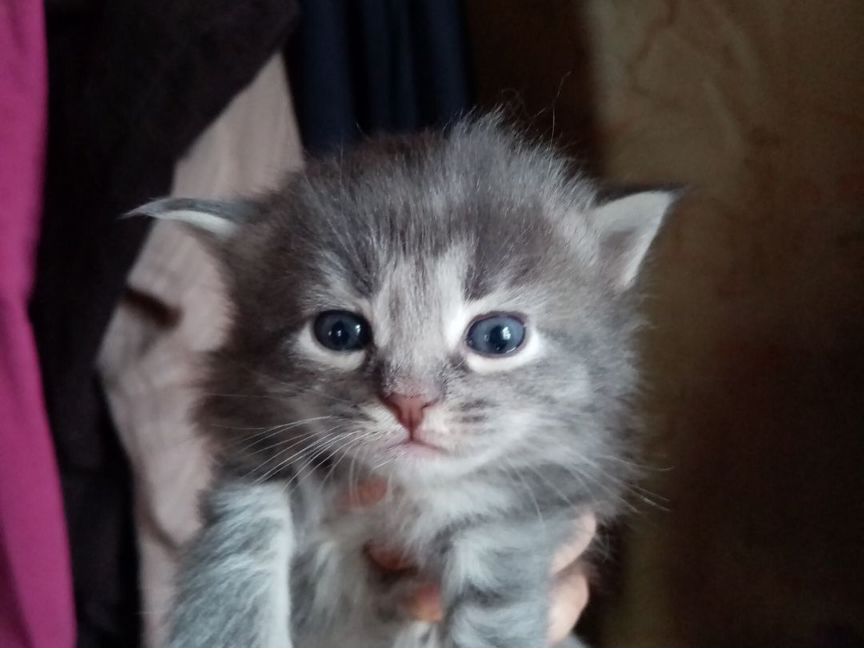 Котята в добрые руки приучены к лотку