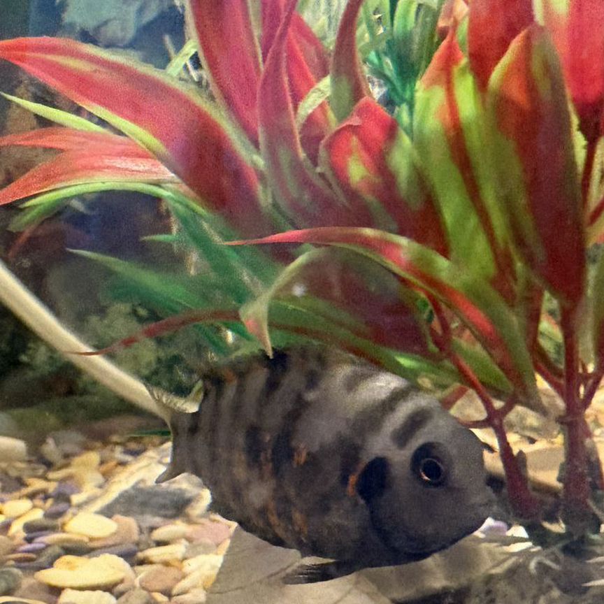 Цихлазома полосатая (цихлида)