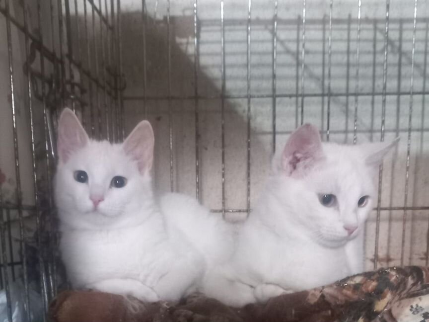 Обоятельные котята снежки