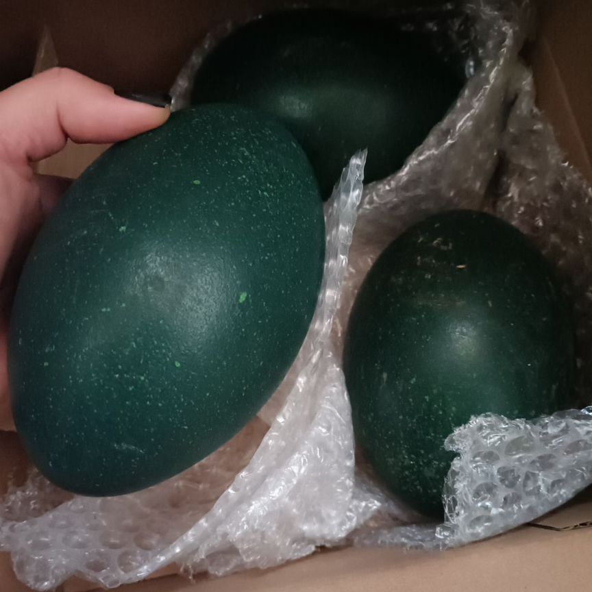 Инкубационное яйцо Эму, страусята