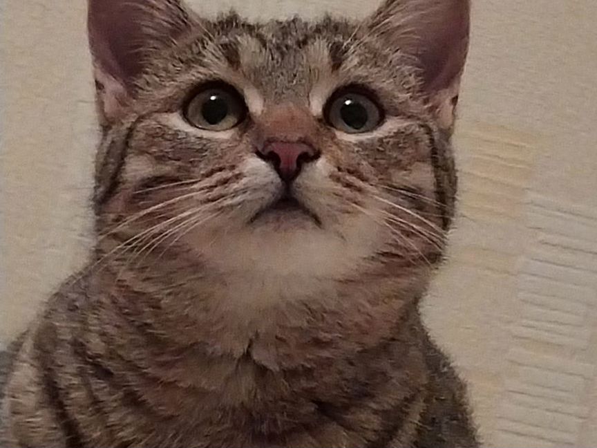Кошка в дар бесплатно