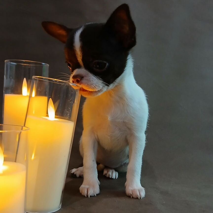 Чихуахуа, щенок