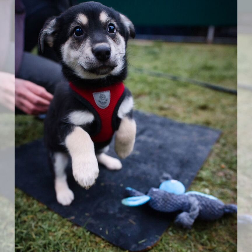 Щенок в добрые руки