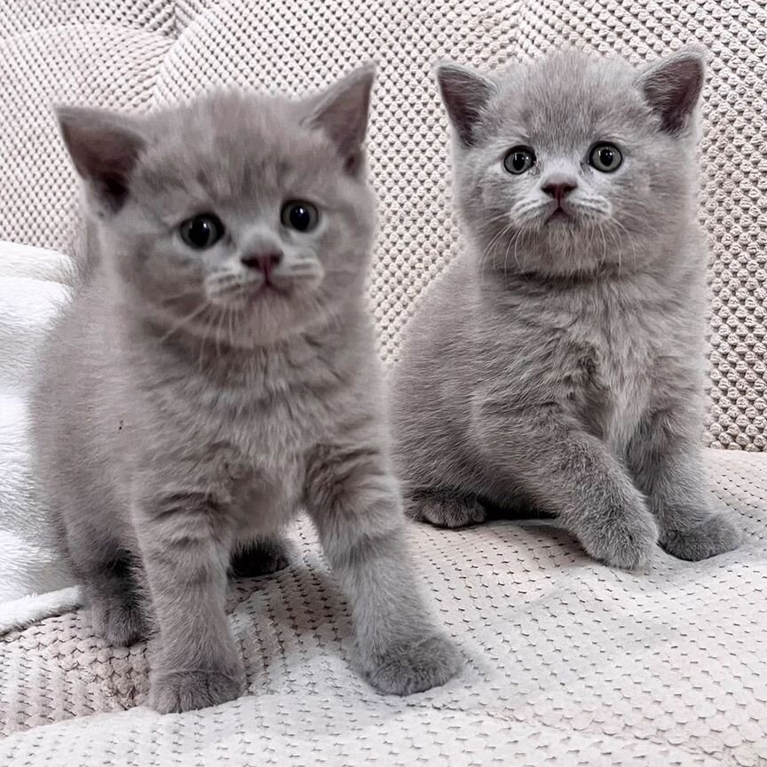 Британские котята