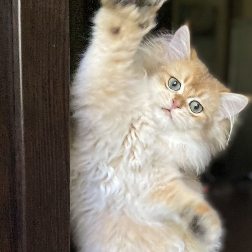 Шотландский котик