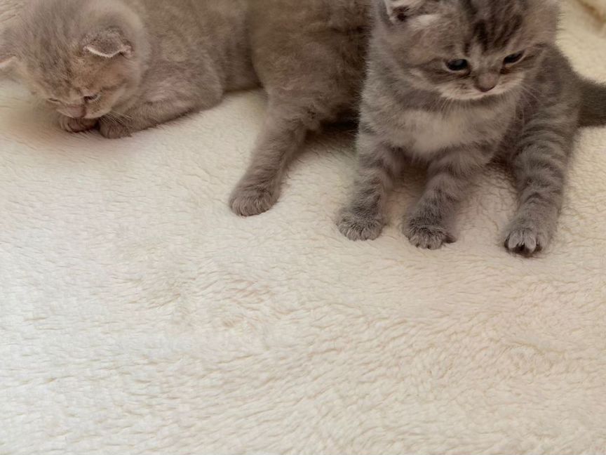 Шотландские прямоухие котята