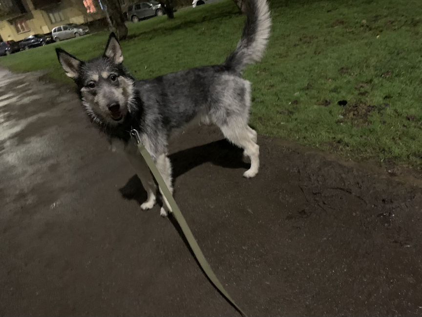 Собака дворняга