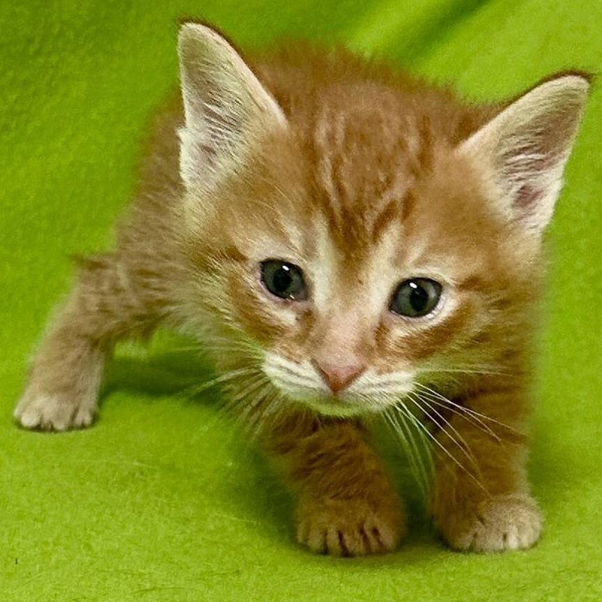 Котёнок в добрые руки