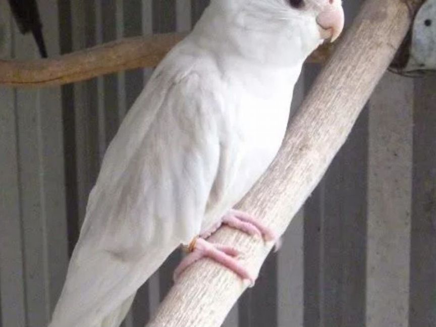 Корелла