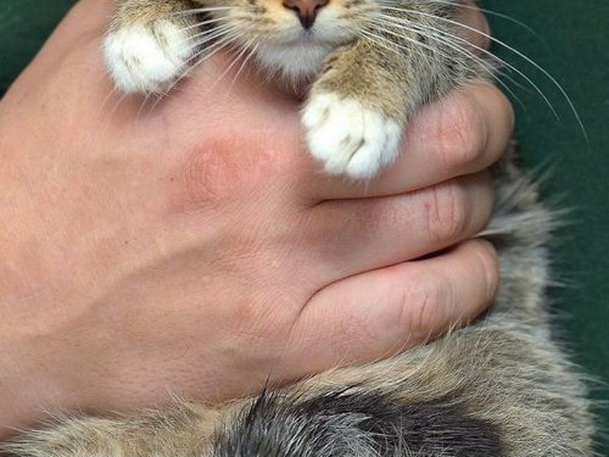 Ласковый малыш Адам, котенок