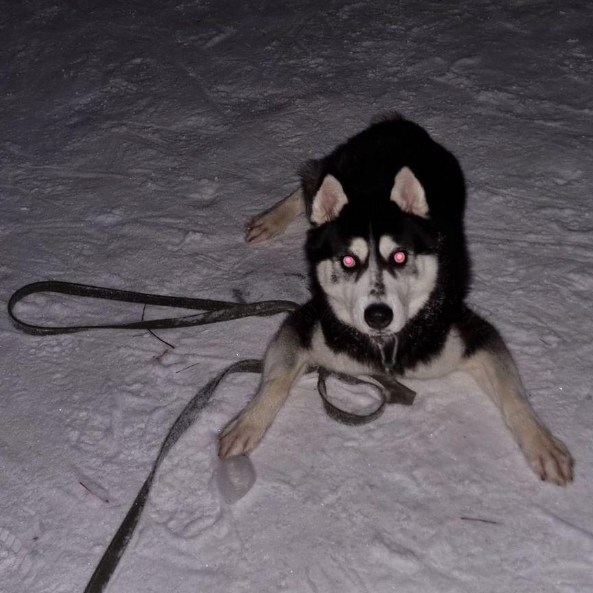 Сибирский хаски, взрослый пёс