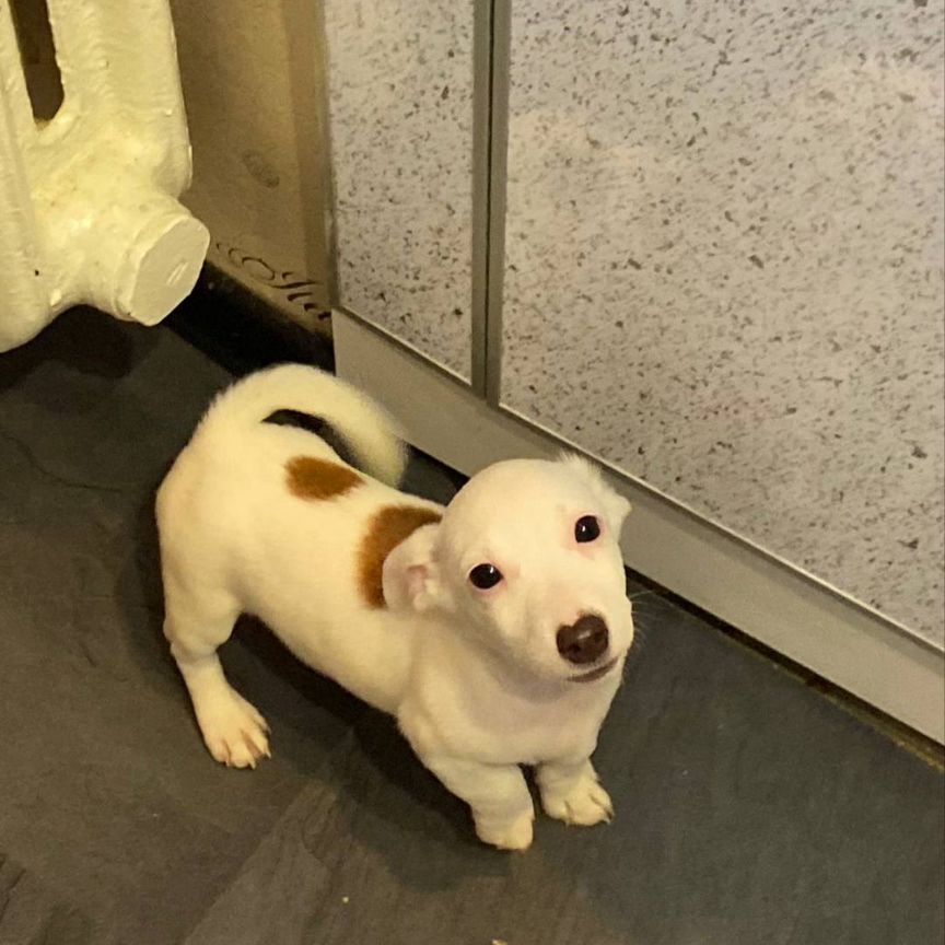 Джек-рассел-терьер, щенок