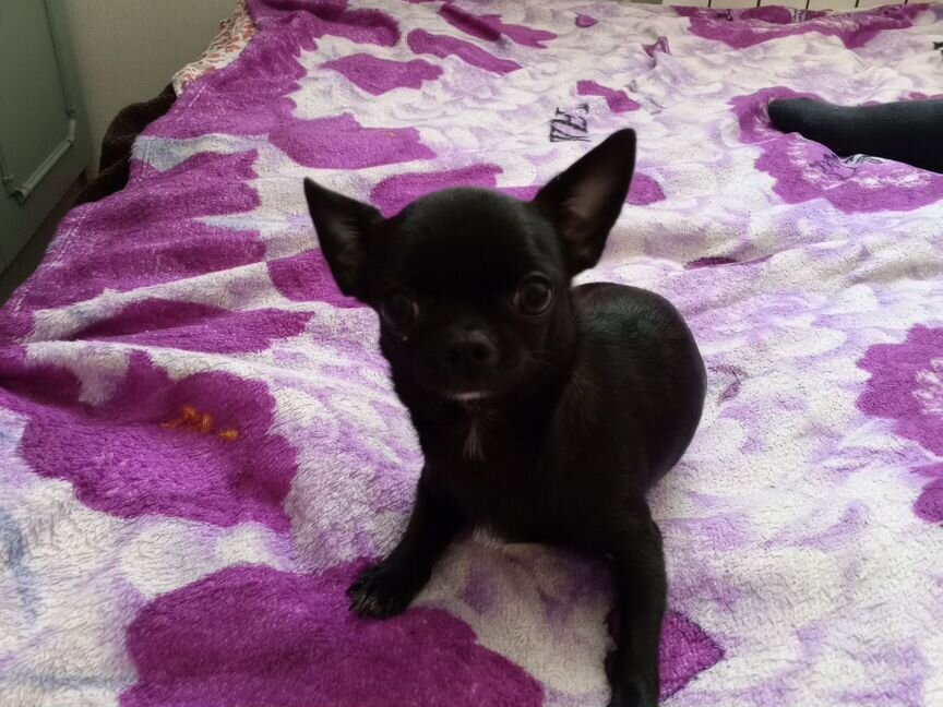 Чихуахуа мини