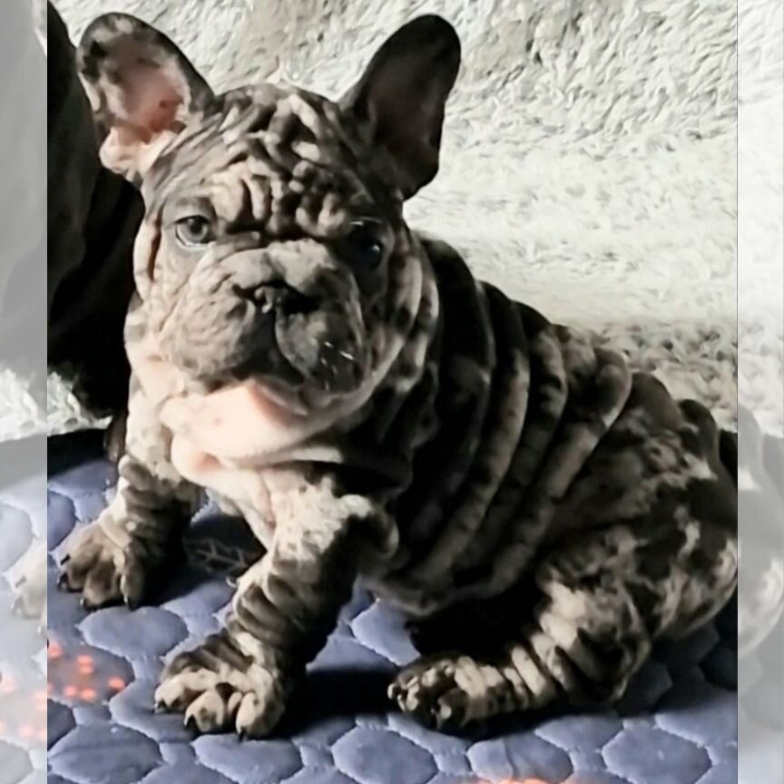 Bigrope(мальчик французик