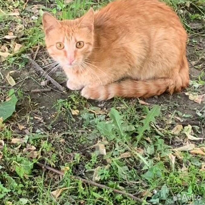 Молоденькие котики погибнут на улице