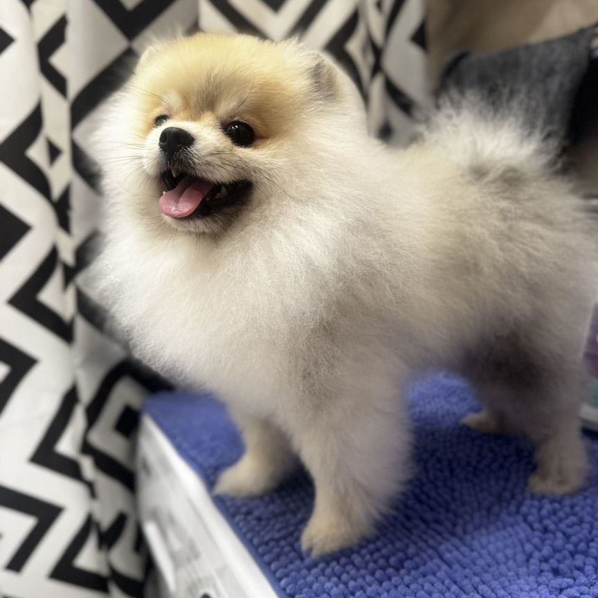 Продается собака померанакий шпиц