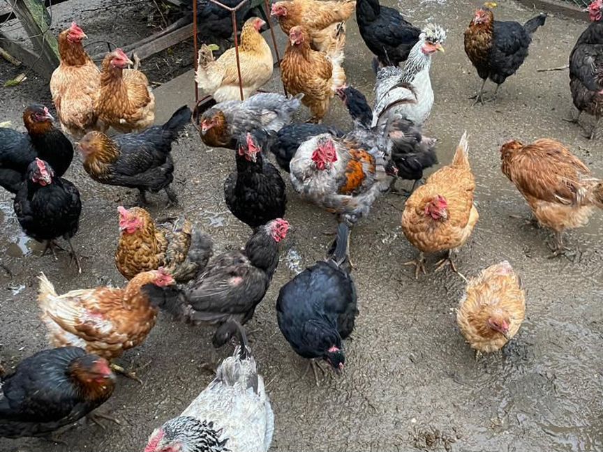 Куры несушки домашние